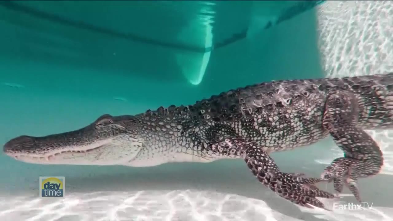 Texas Gator Savers – WFLA