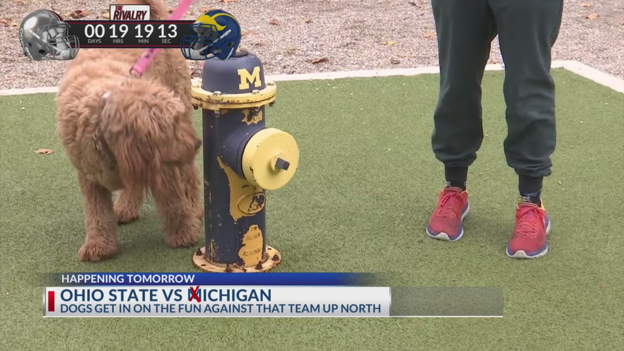 Fire hydrant lets Ohio State dogs get in on fun against Michigan – NBC4 ...