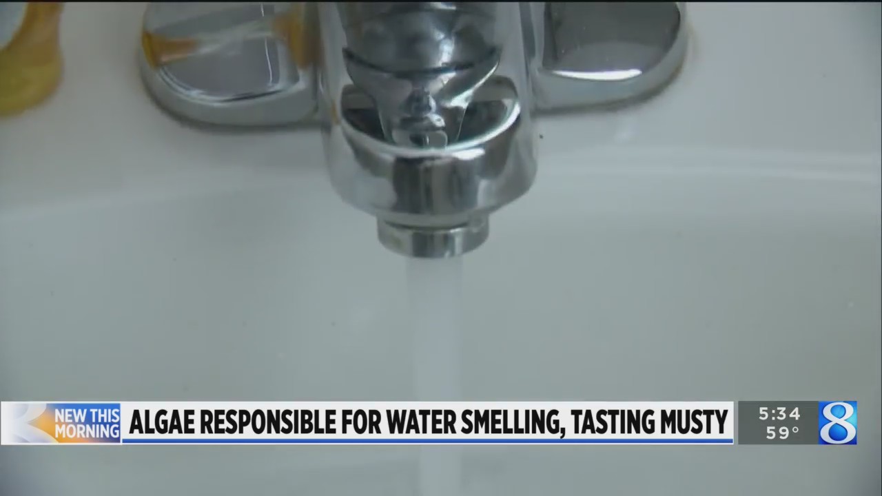 Algae responsible for musty taste, smell coming from home faucets ...