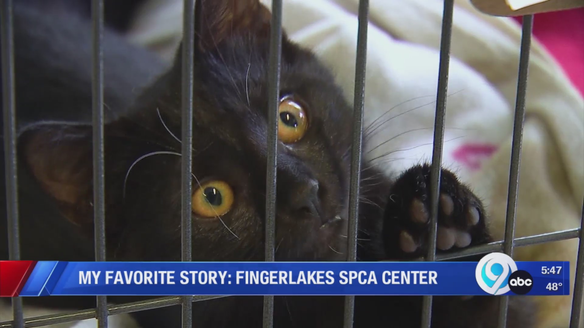 My Favorite Story: Finger Lakes SPCA Center – WSYR