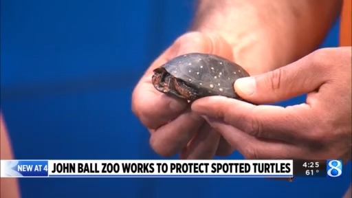 Zoo hopes to protect spotted turtles with survey, party – WOODTV.com