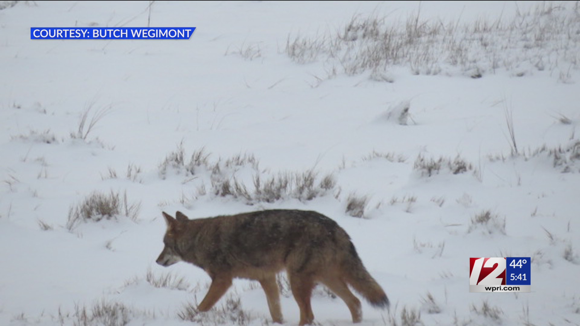 What to do if you spot a coyote in RI – WPRI.com