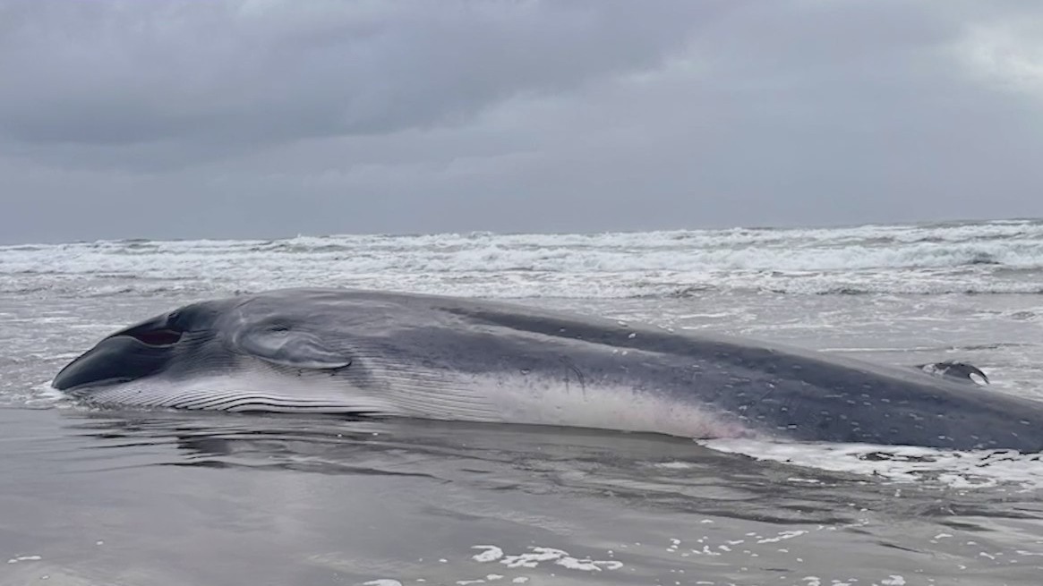 Dead fin whale washes ashore on Oregon Coast – KLAS