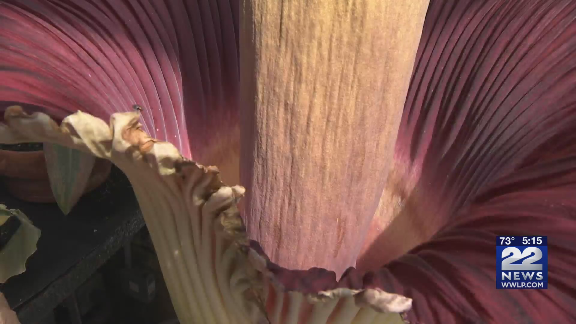 Corpse flower blooms at Mount Holyoke College – WWLP
