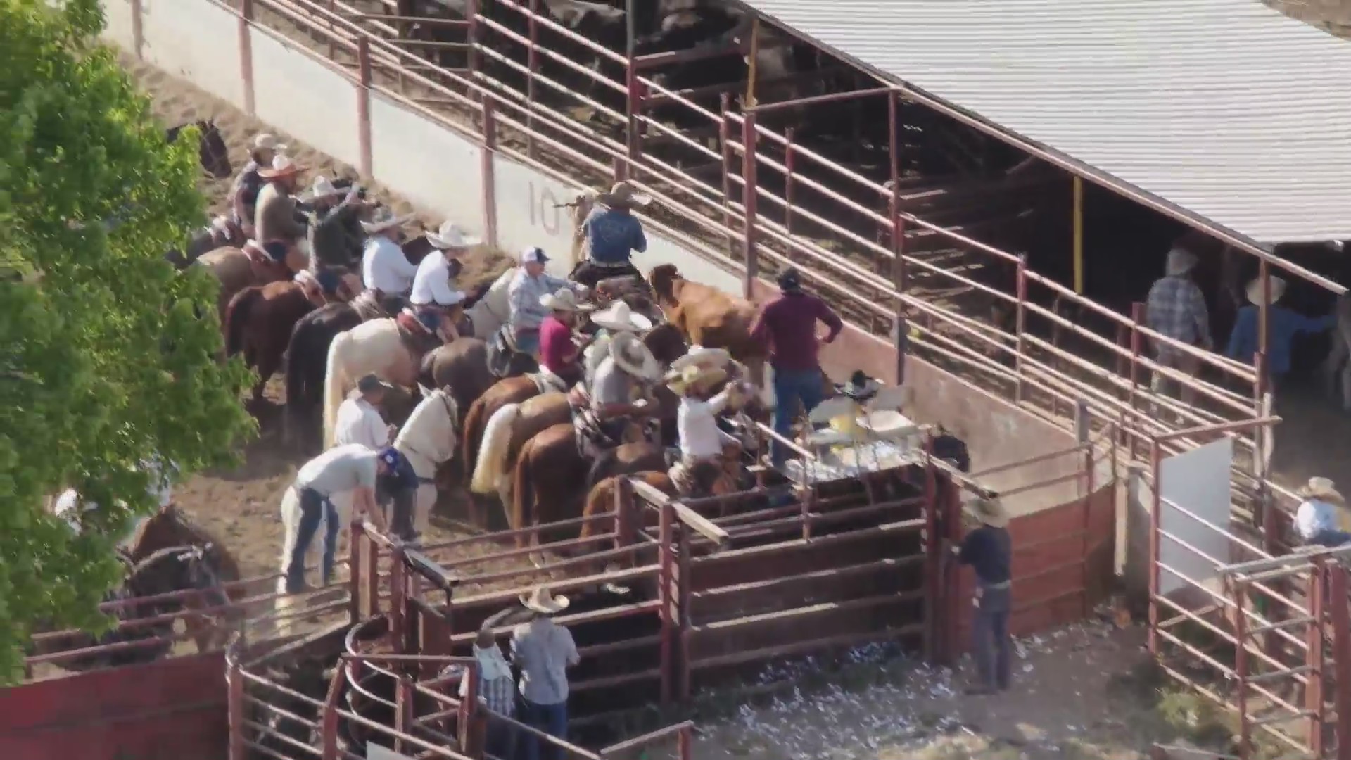 Joliet rodeo accused of animal abuse – WGN-TV