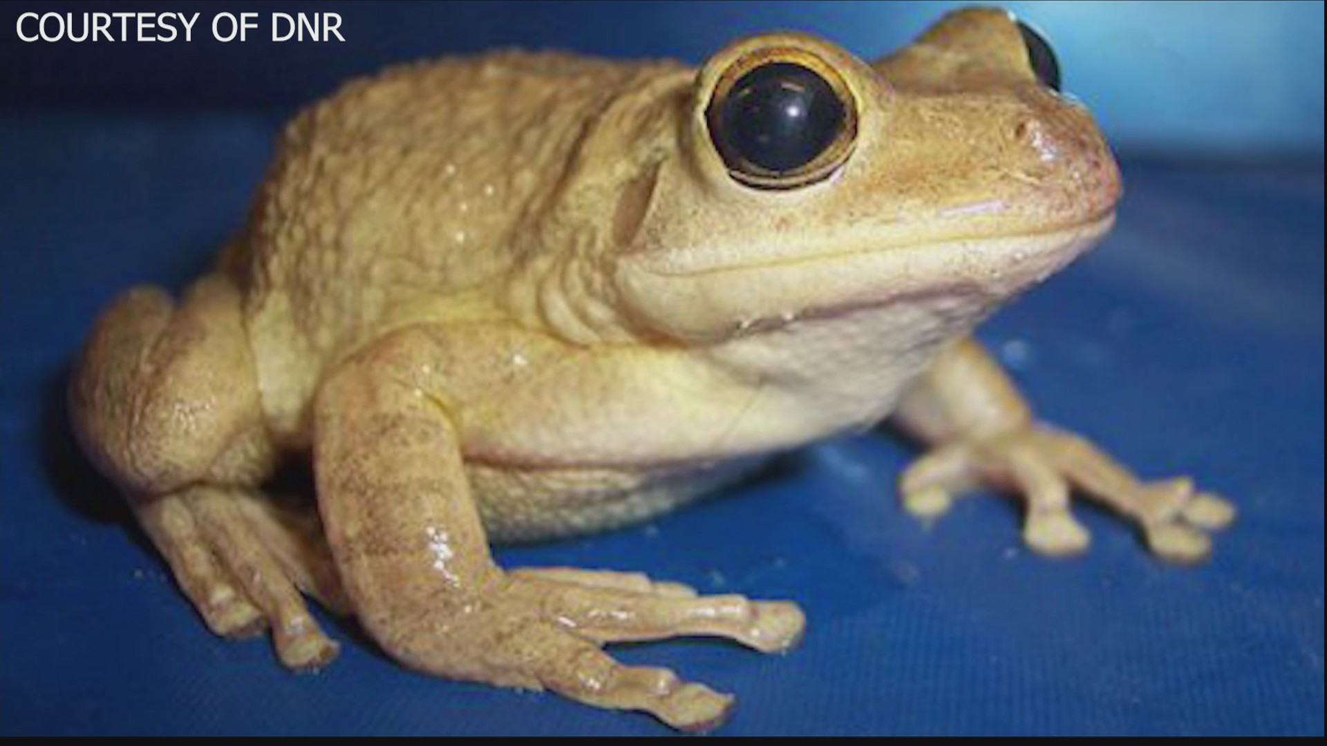 Keep an eye out for invasive cannibal frogs, says DNR – WSAV-TV