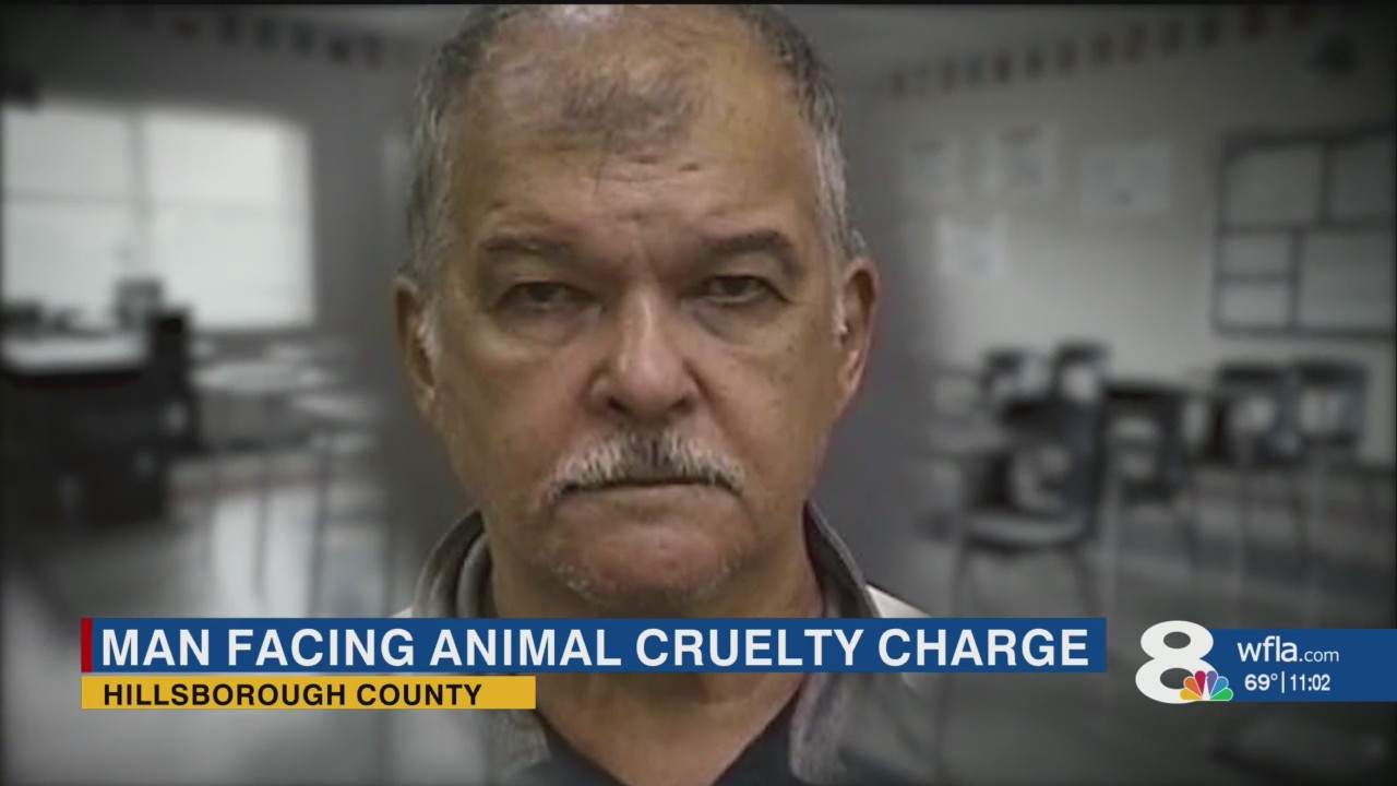 Alonso High School Janitor Accused Of Shooting At Cats With Pellet Gun