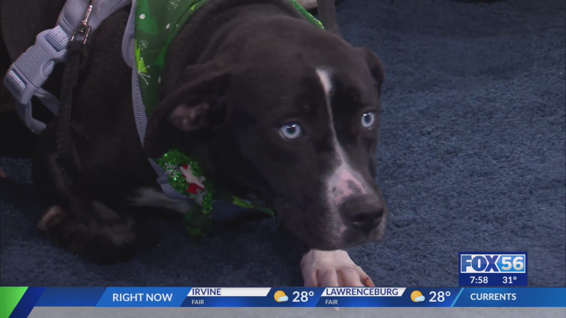 Tilly – FOX 56 News