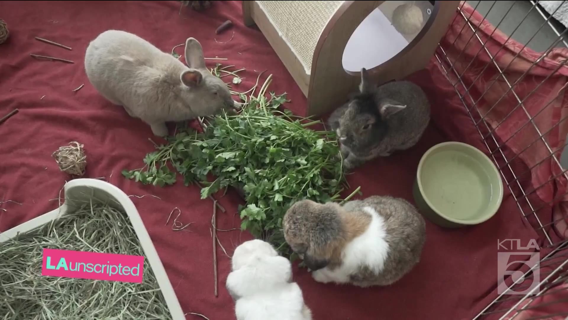 Bunny World Foundation has rescued over 14 thousand rabbits – KTLA