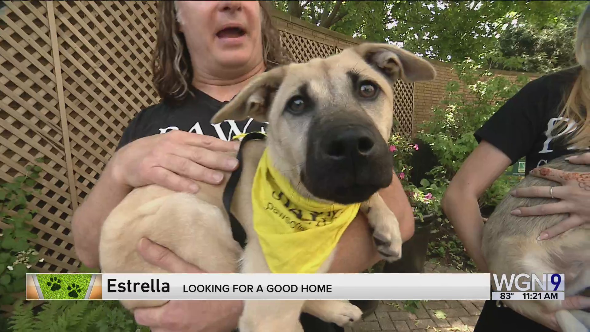 Adopt-A-Pet: PAWS Chicago – WGN-TV