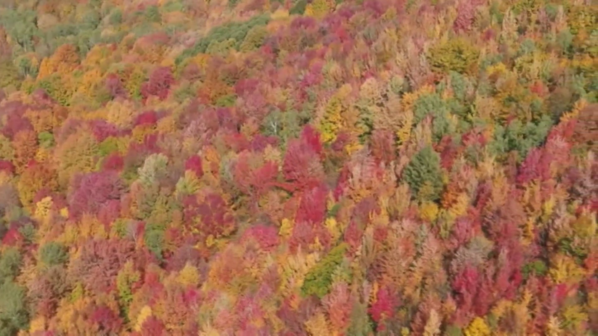 When’s the best time to see fall colors in Illinois? – MyStateline ...