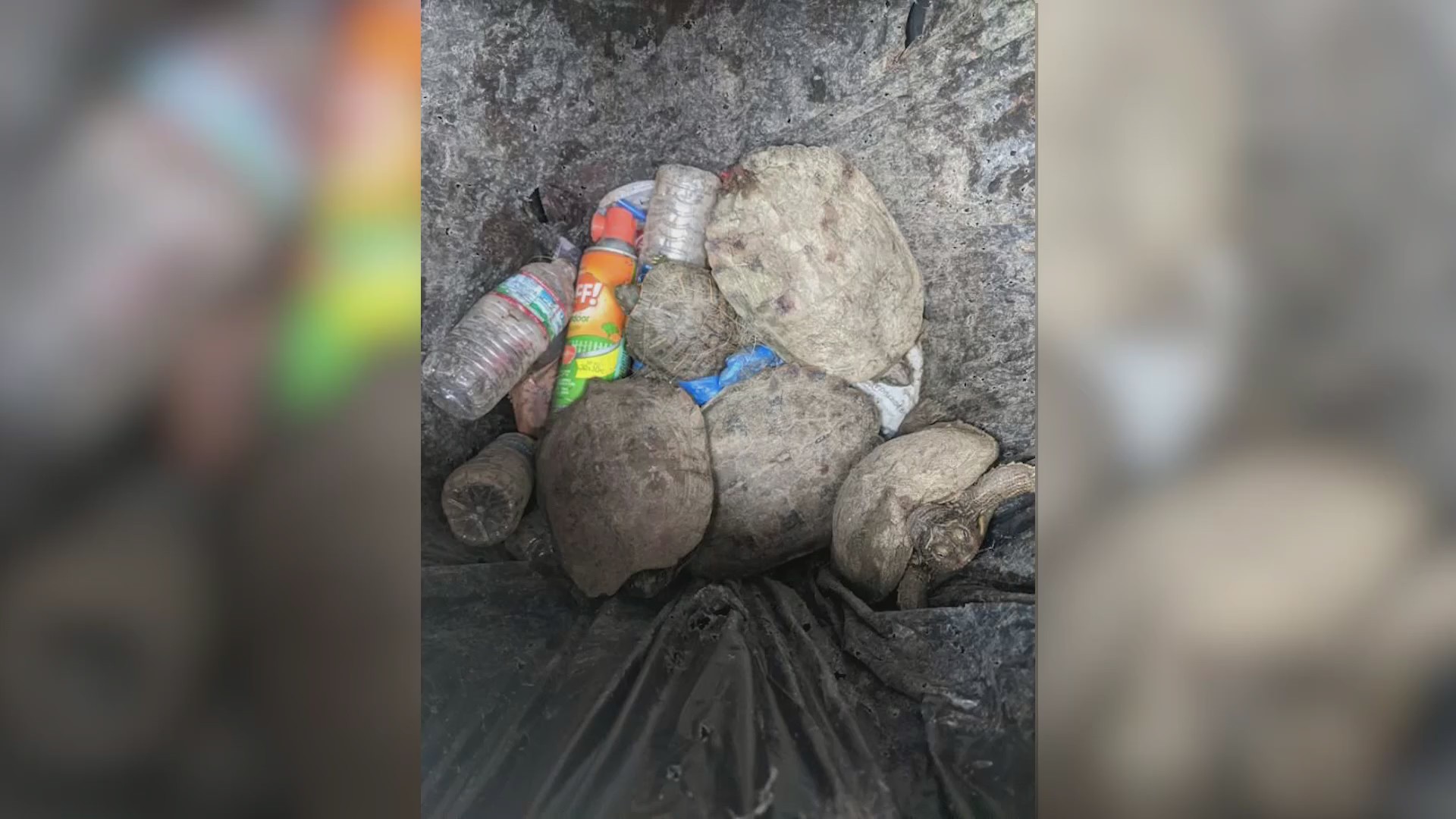 Six turtles rescued from Chesterfield park after getting thrown in ...