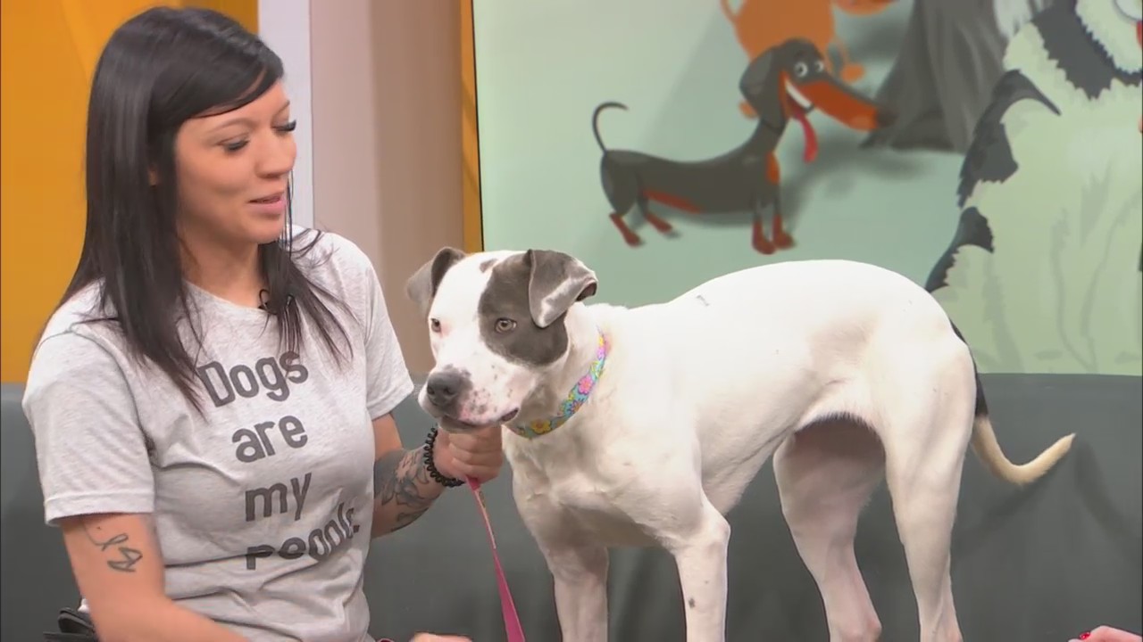 Wake Up Wags: Regina – News 4 Buffalo