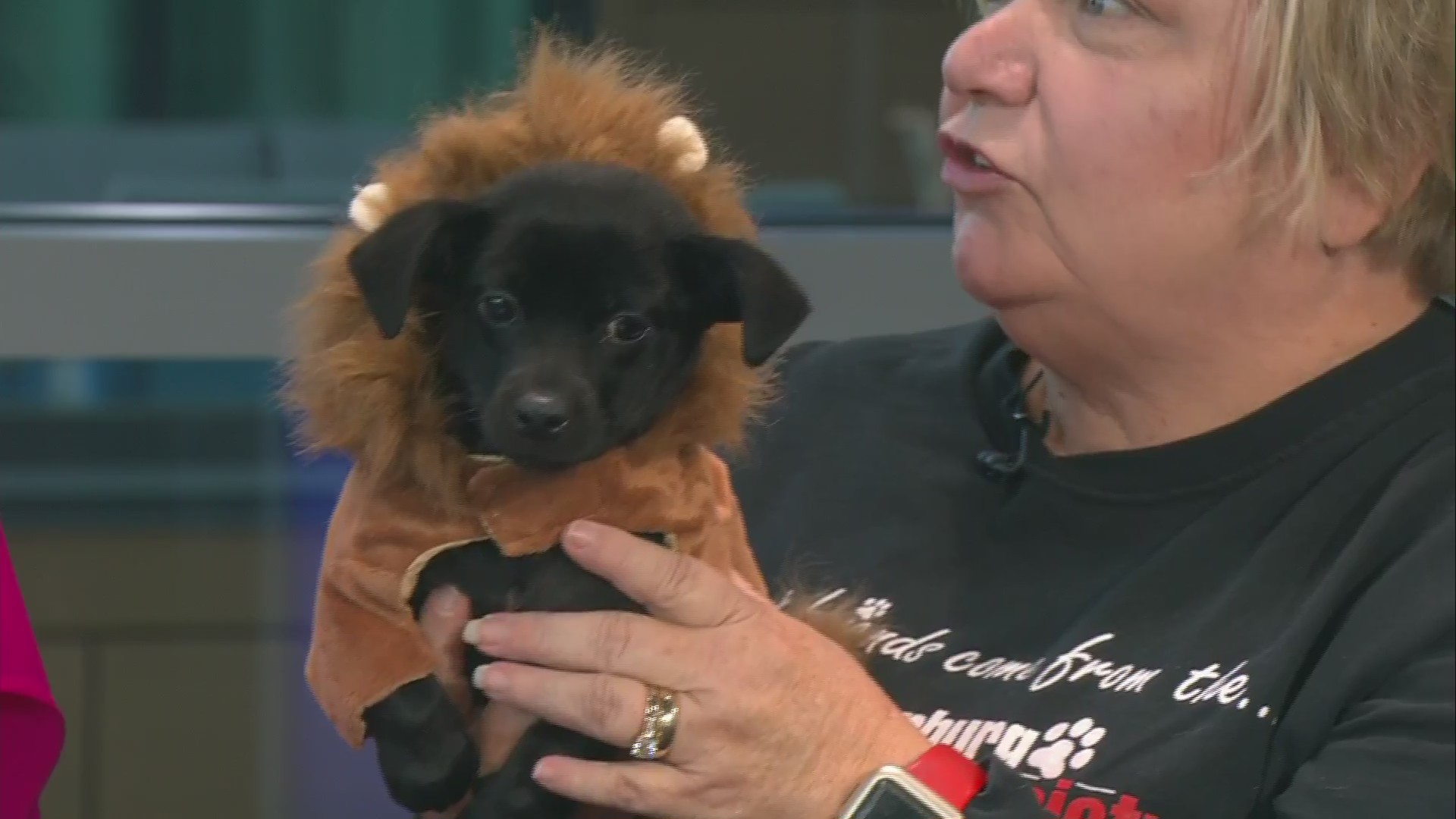 Furry Friend Friday – Meet Wally – WSPA 7NEWS