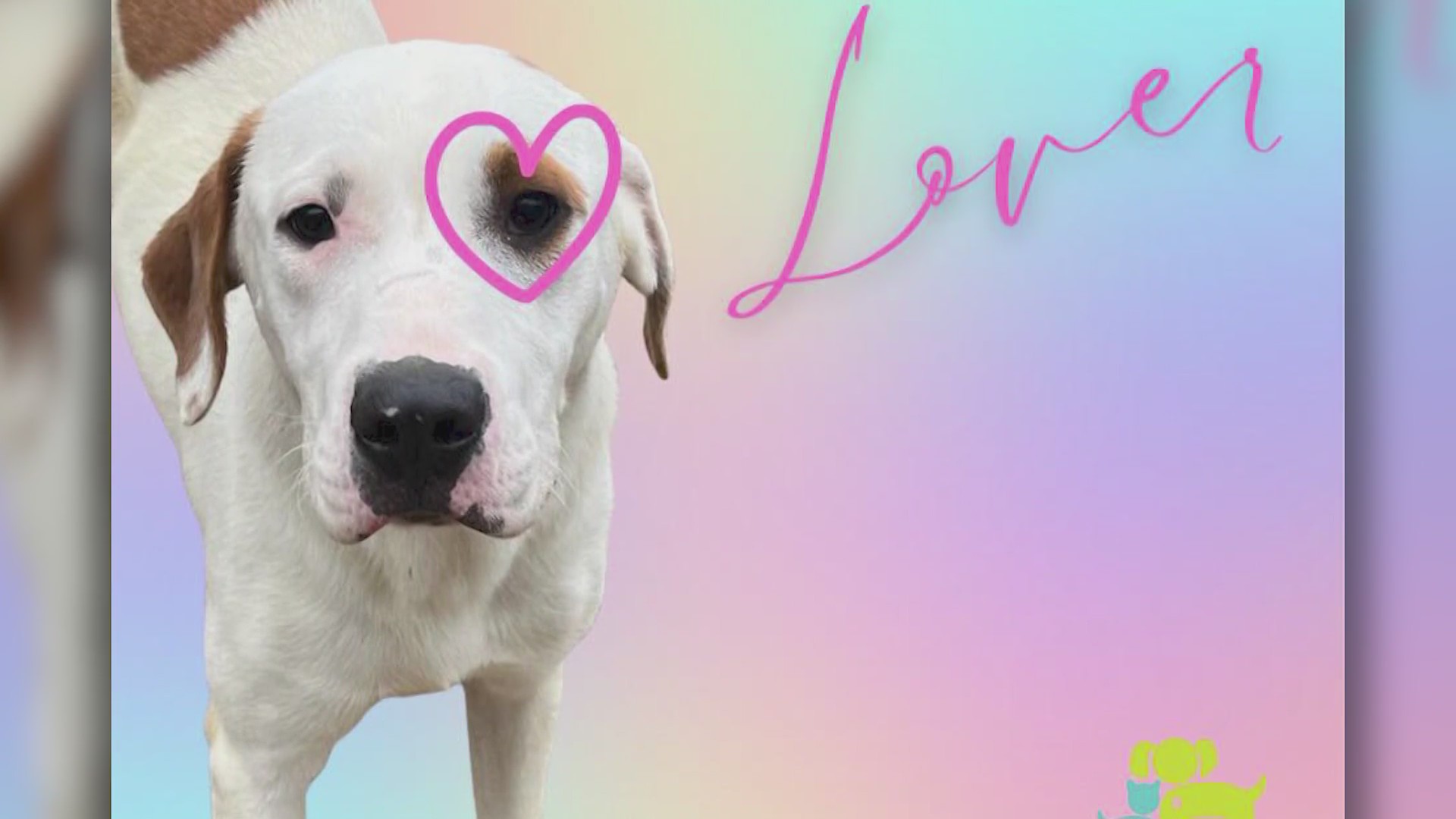 Kanawha-Charleston Humane Association creates Taylor Swift ‘Eras’ photo ...