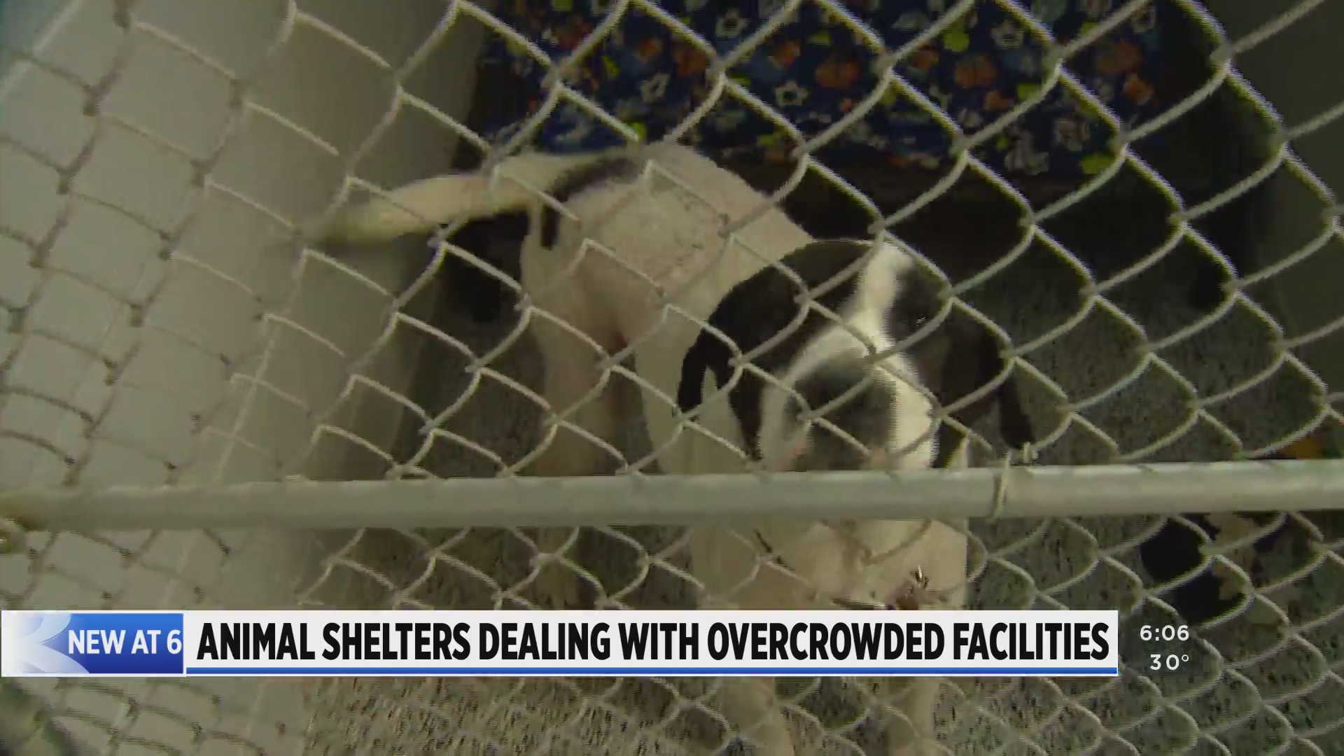 Animal shelters dealing with overcrowded facilities – WOODTV.com