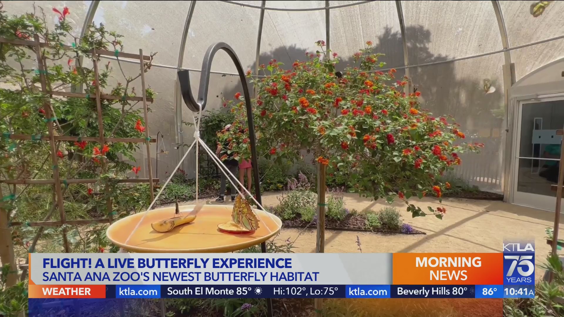 A look inside Santa Ana Zoo’s newest butterfly habitat (10 a.m.) – KTLA