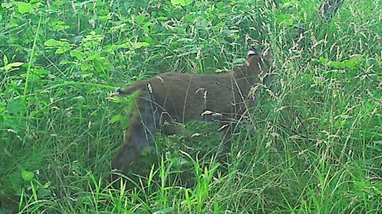For the first time in over 170 years, trail cameras capture bobcat in ...