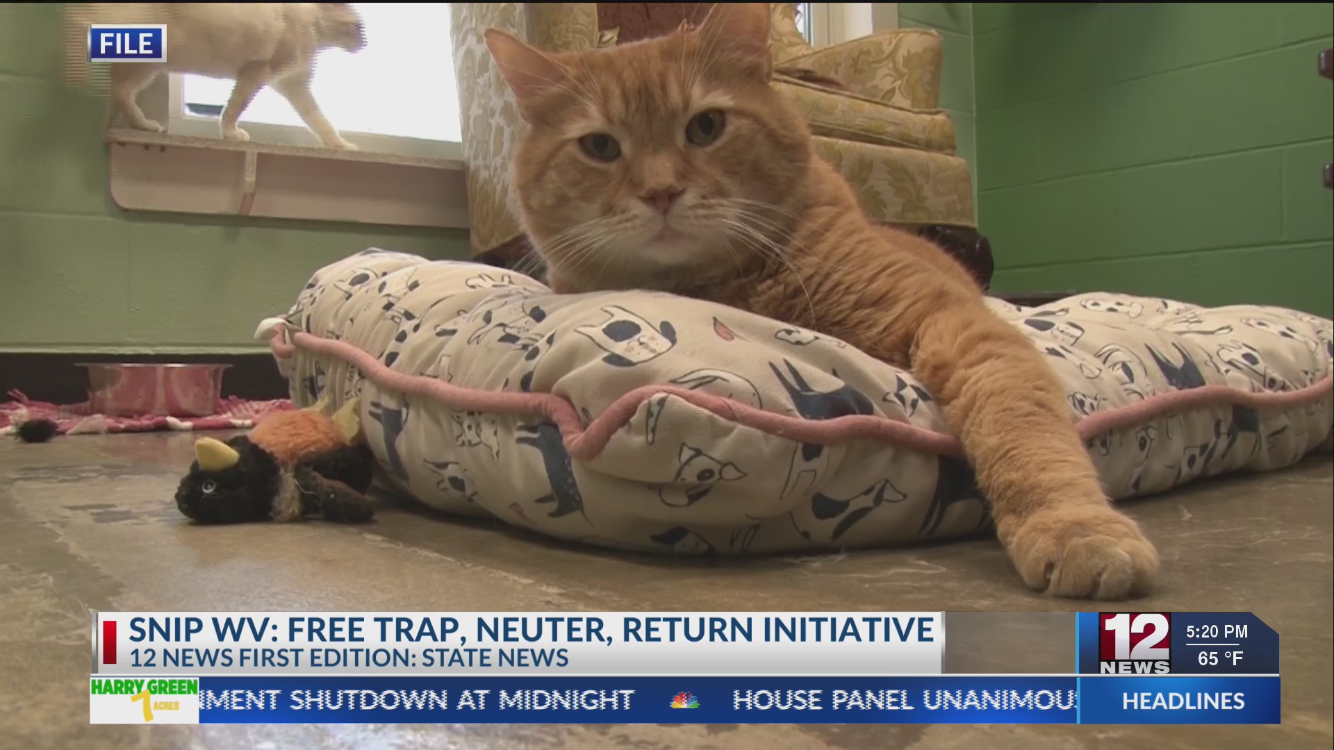 SNIP West Virginia begins spay and neuter efforts for stray cats – WBOY.com