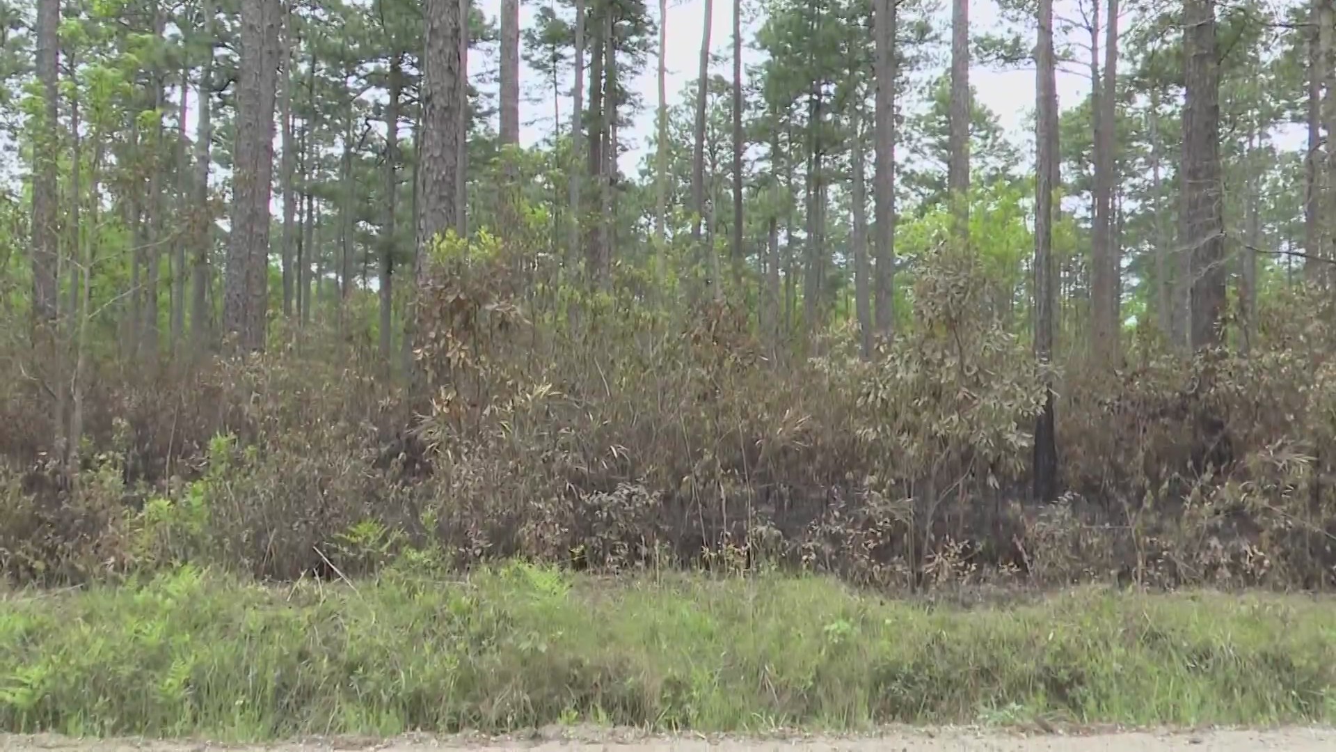 Croatan National Fire 65% contained – WAVY.com