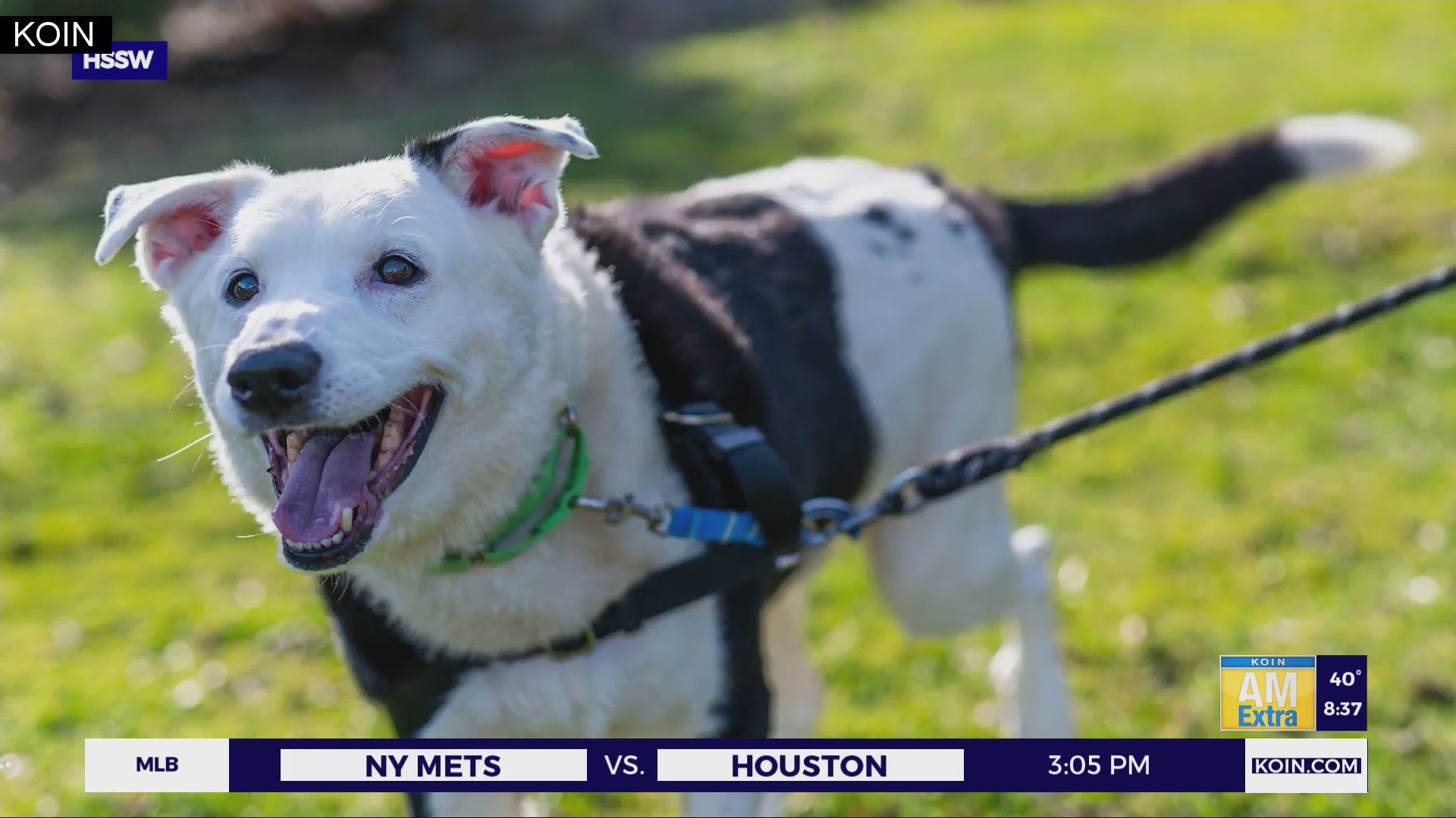 Tux looking for his forever home – KOIN.com