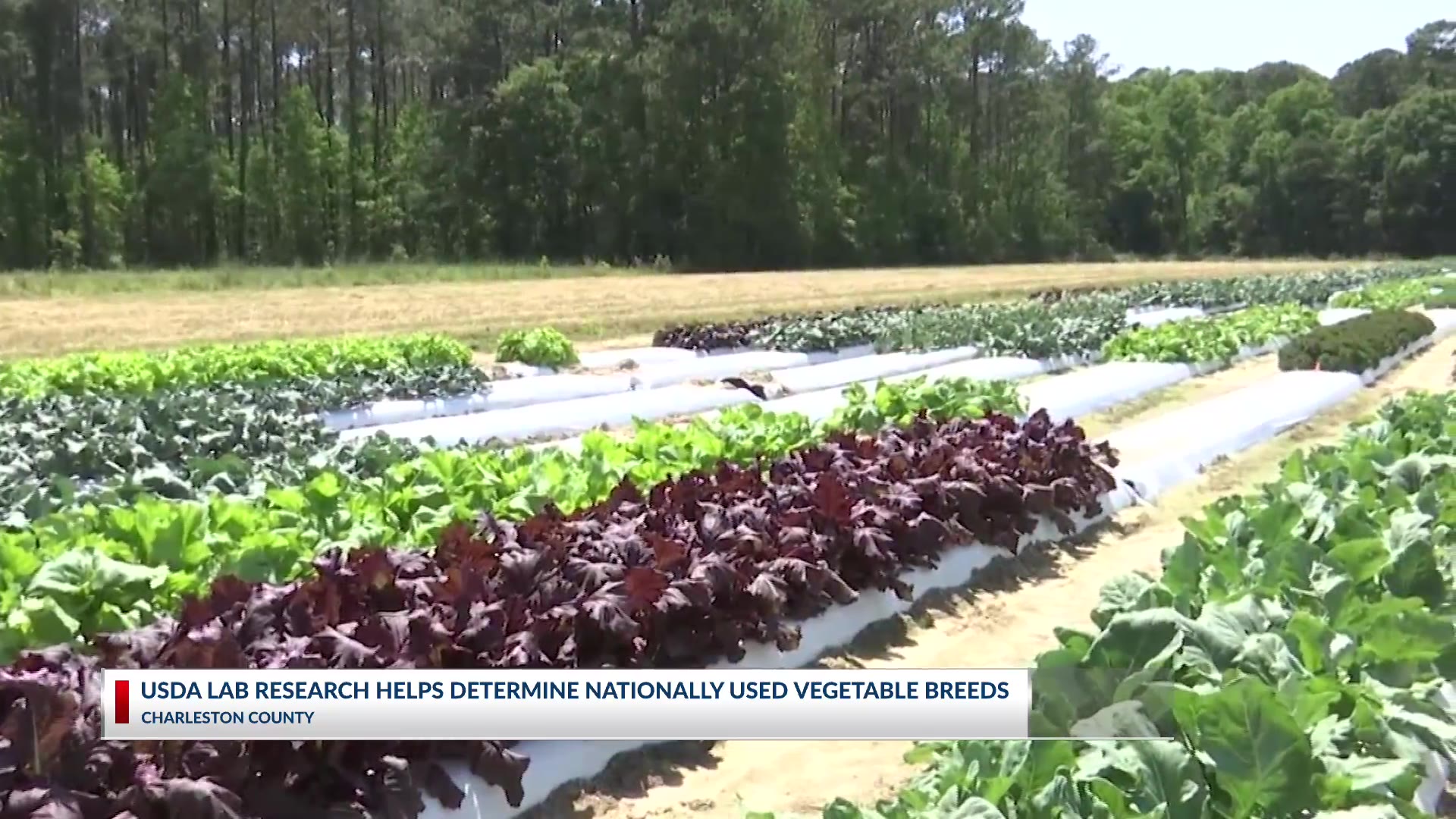 Lowcountry vegetable labs – WCBD News 2