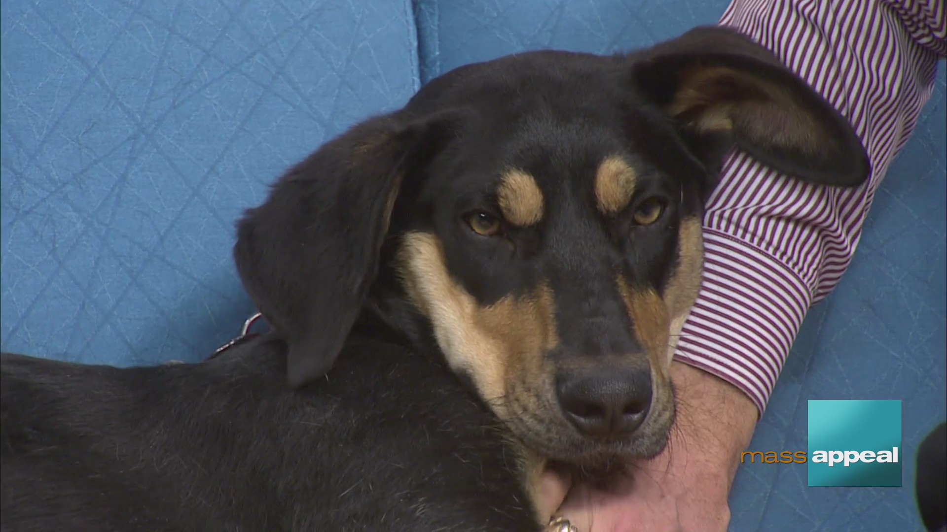 Mass Appeal Pet of the Week: Meet Rowdy! – WWLP