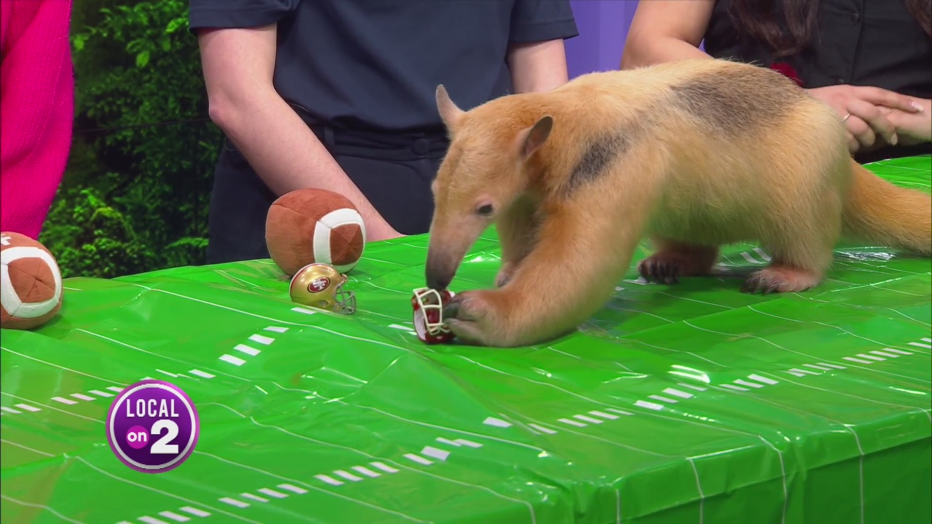 Cuteness Overload At Local On 2 – WKRN News 2