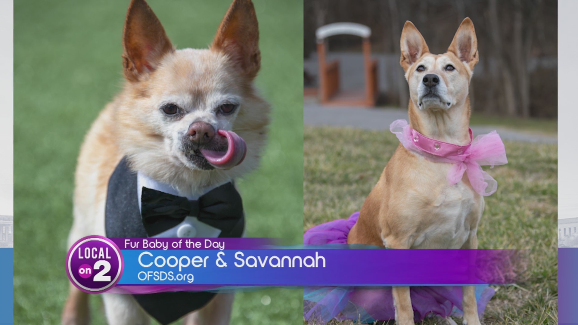 Fur Babies of the Day: Cooper & Savannah! – WKRN News 2