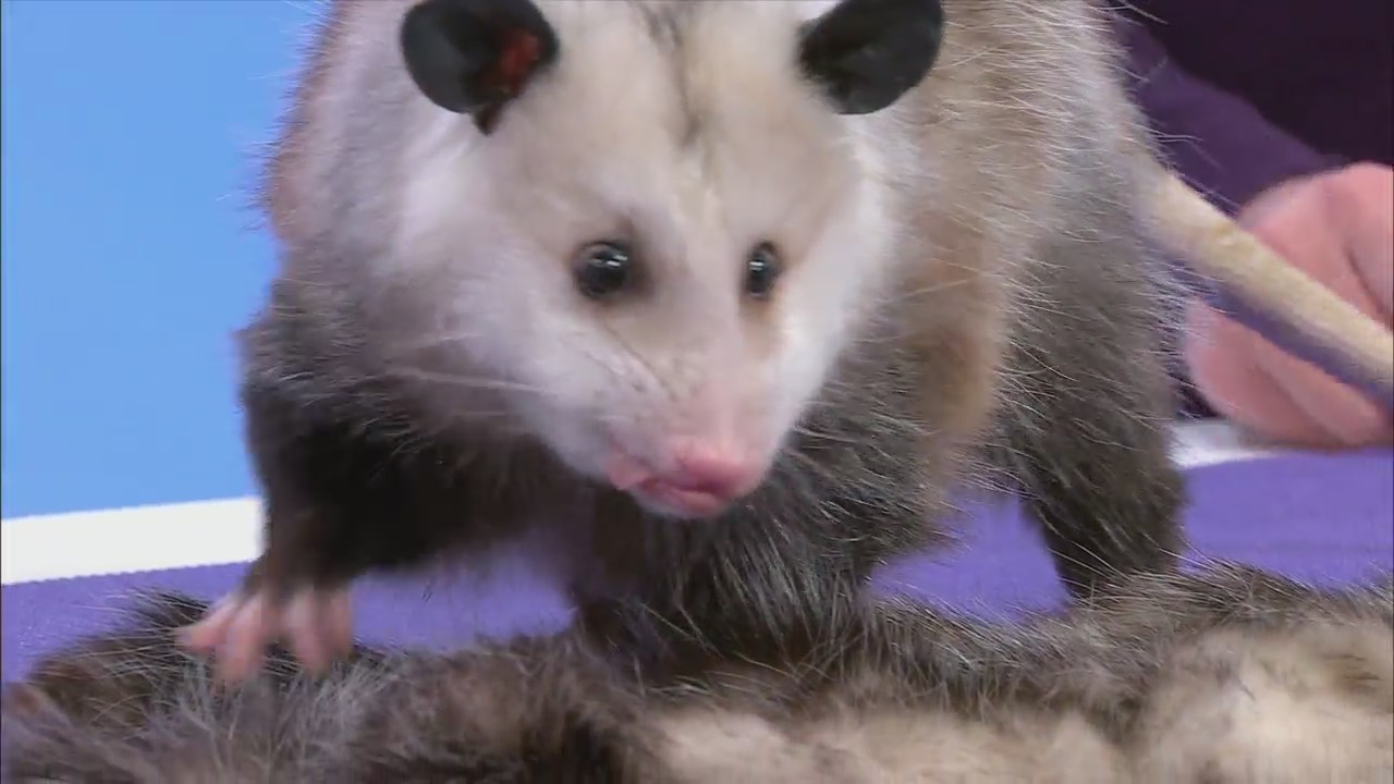 Creature Feature with West Shore Wildlife Center – ABC27