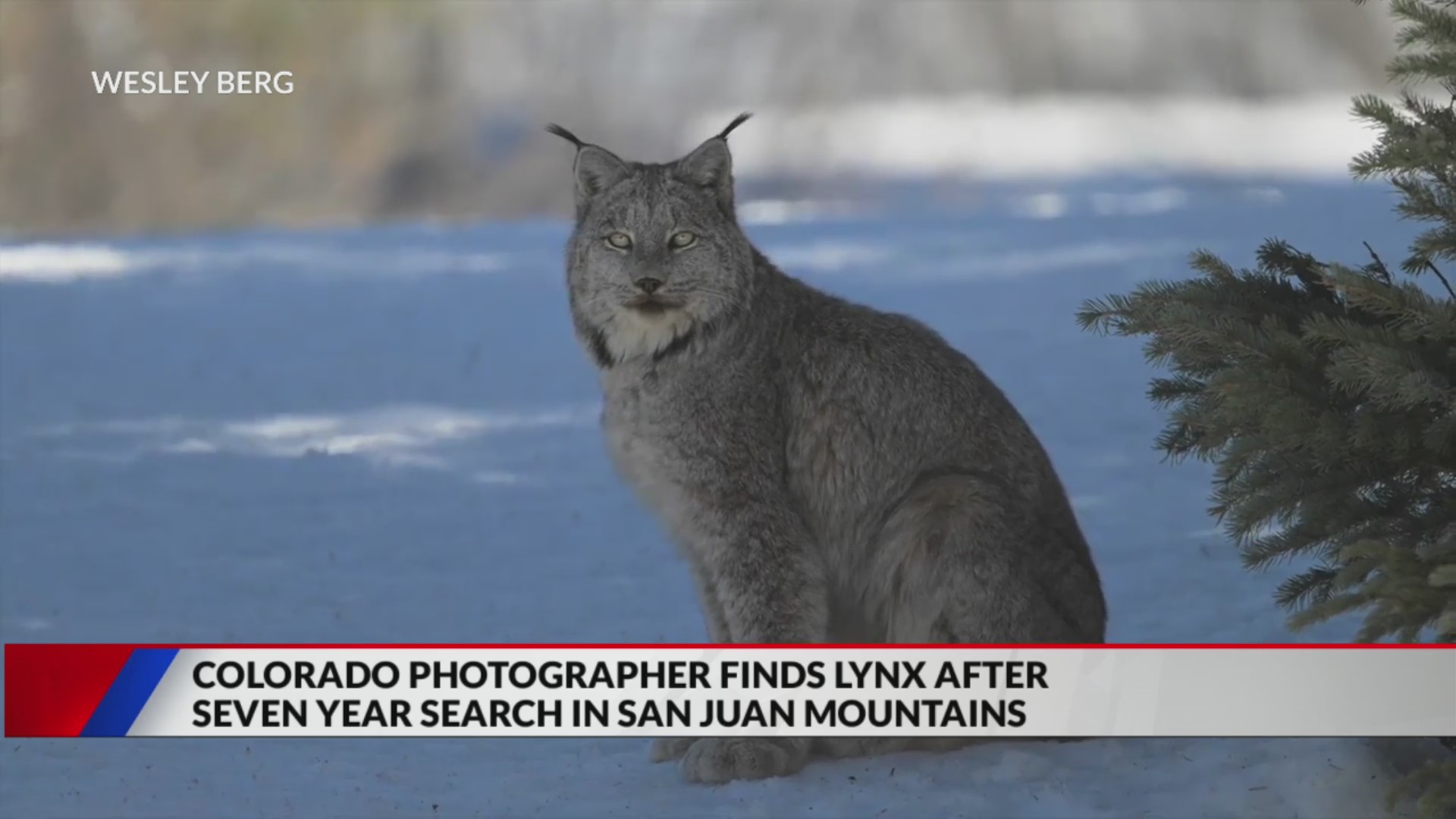 Rare lynx caught on film in San Juan mountains – FOX31 Denver