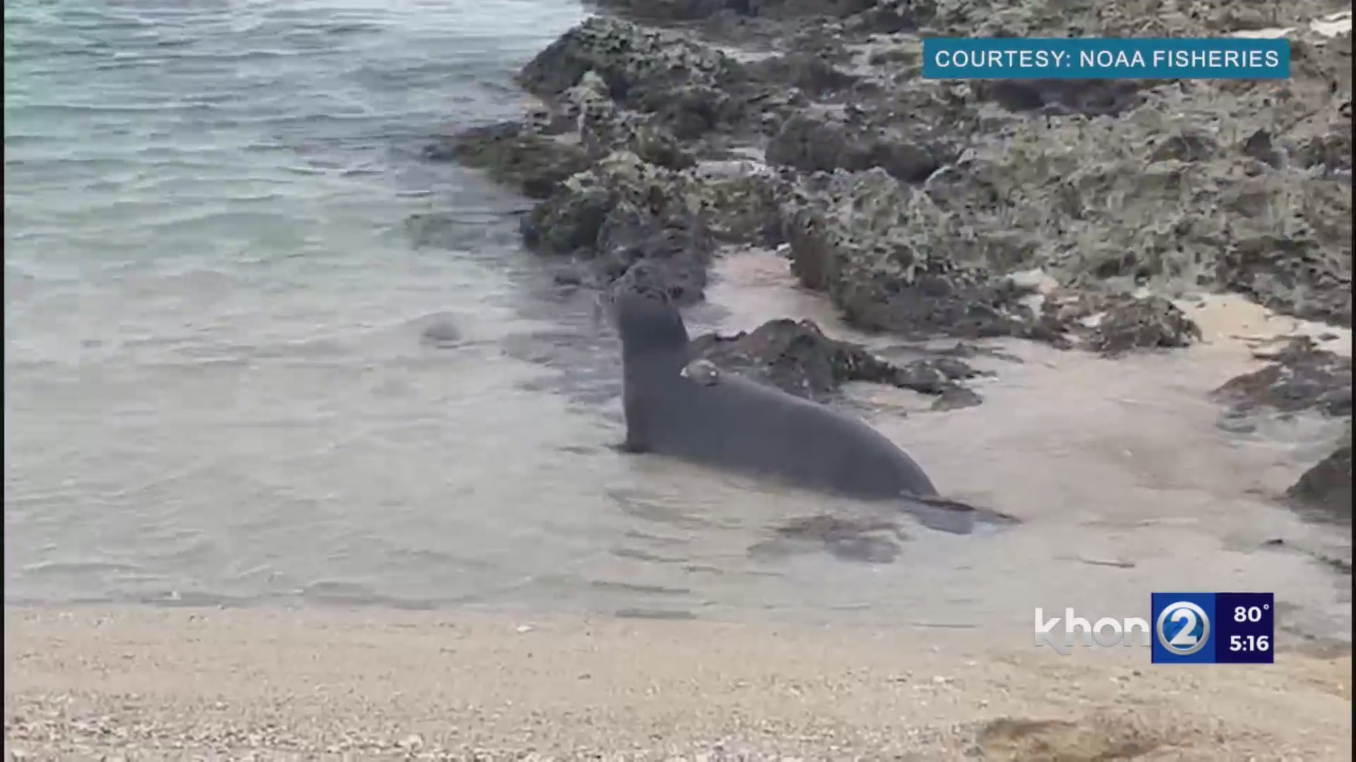 Endangered monk seal released back to natural habitat – KHON2