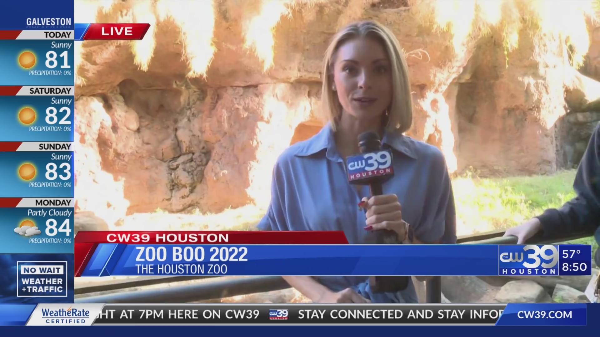 Hannah’s Dog Scarily Resembles Meerkat | Zoo Boo Preview – CW39 Houston
