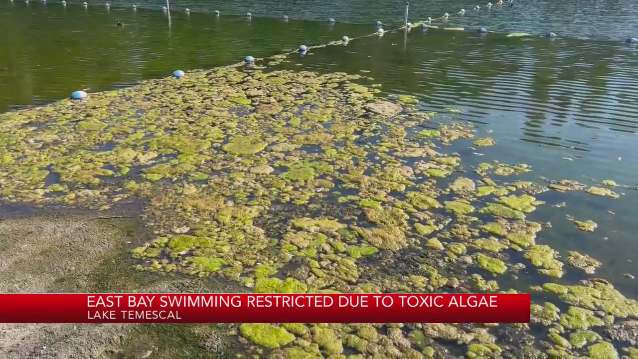 East Bay swimming restricted due to toxic algae – KRON4