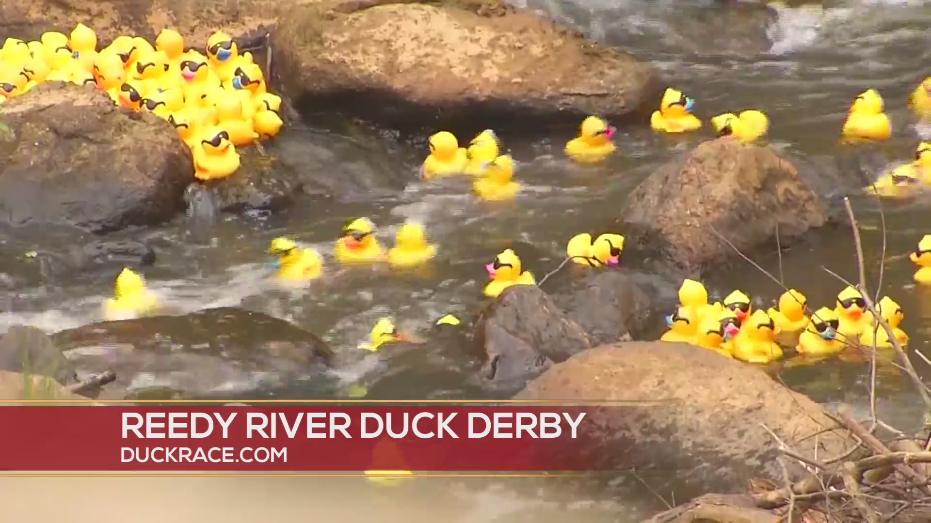 The Annual Reedy River Duck Derby – 20th Anniversary – WSPA 7NEWS