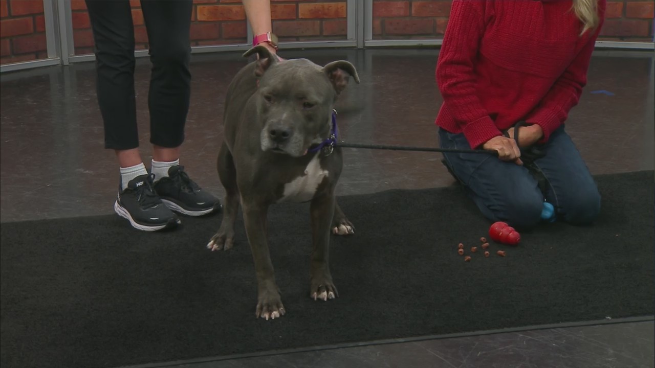 Pet Saver: Gotti – WFRV Local 5 – Green Bay, Appleton
