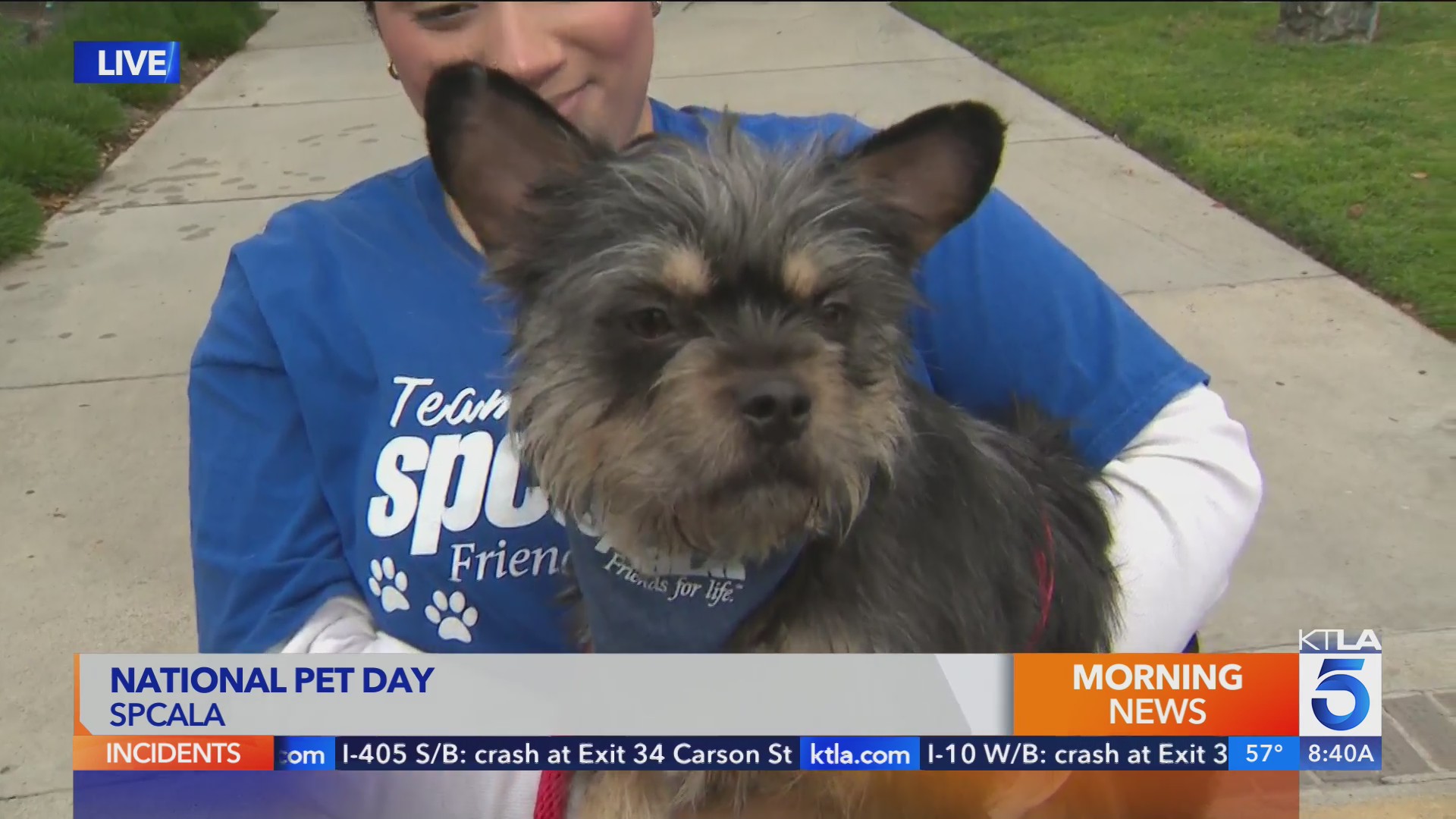 Celebrating National Pet Day with spcaLA – KTLA