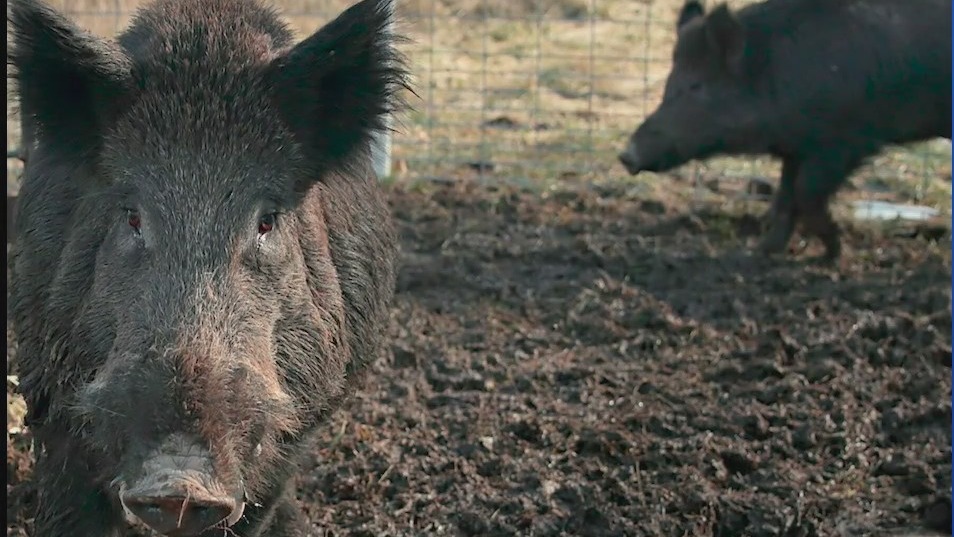 Study finds effective tool to reduce feral hog populations – KXAN Austin