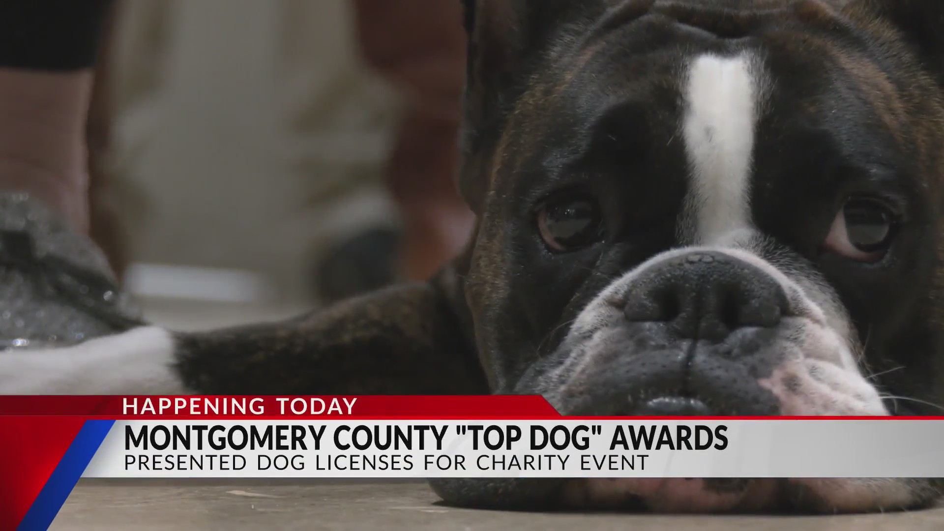 Auditor Keith presents licenses to Montgomery County’s ‘top dogs ...