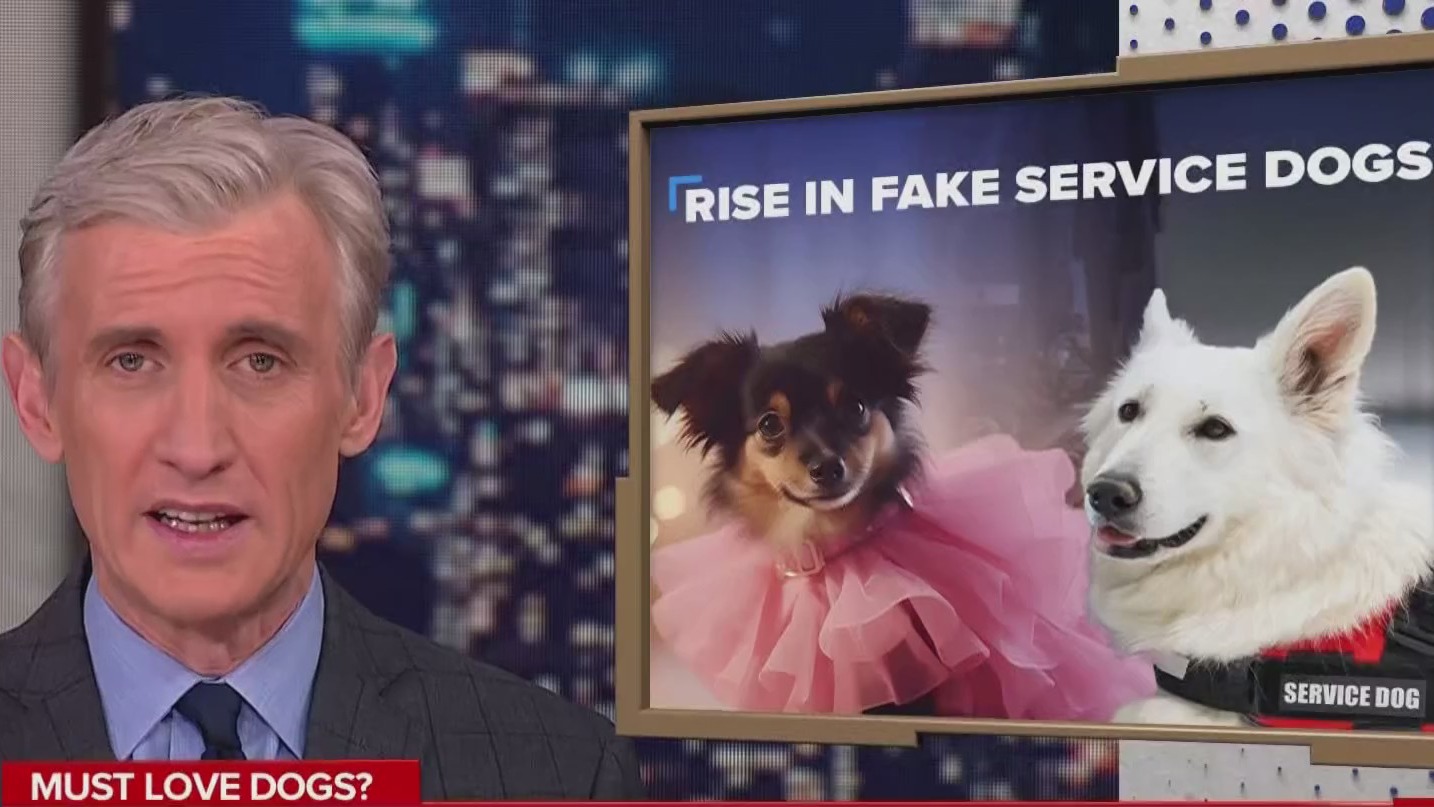 Dan Abrams’ pet peeve: Too many airline service animals aren’t doing ...
