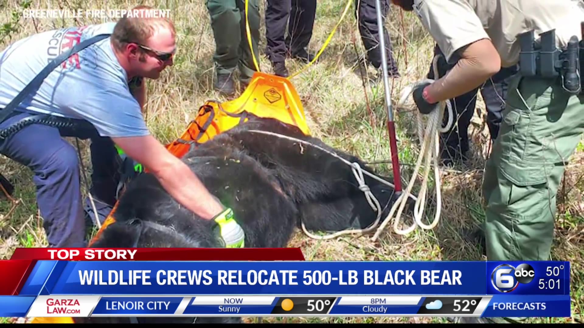 TWRA officer talks about relocation of 500-pound black bear – WATE 6 On ...