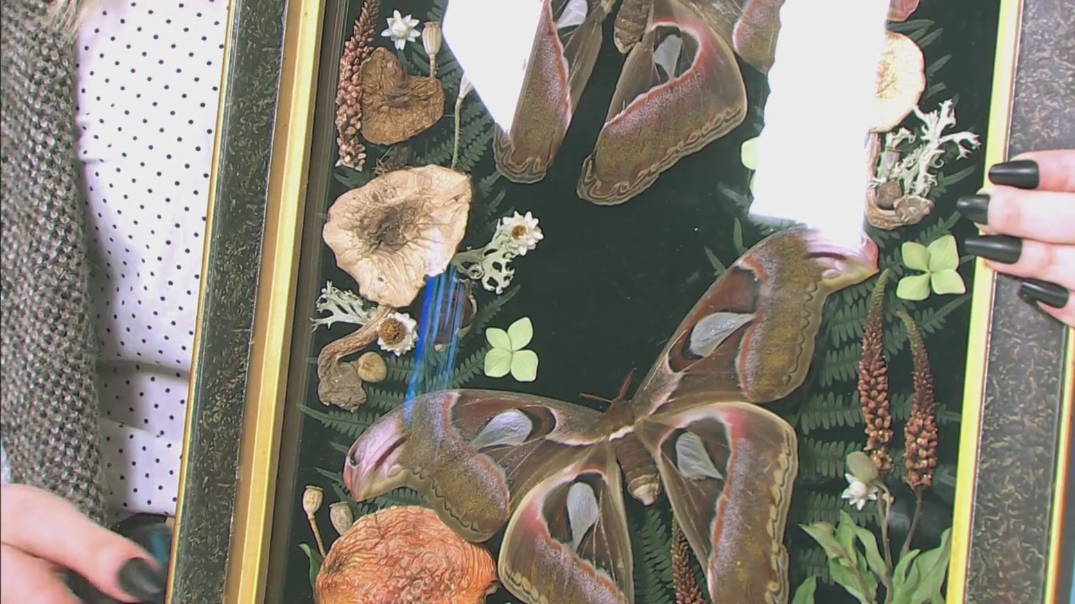 Wildflower Oddities Flutters into our Hearts! – KOIN.com