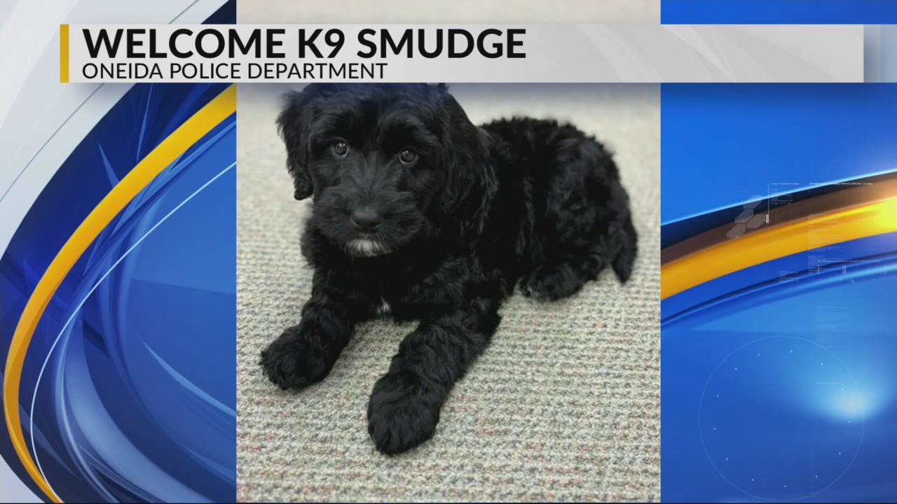 Oneida Police Department welcomes new asset to community in therapy K9 ...