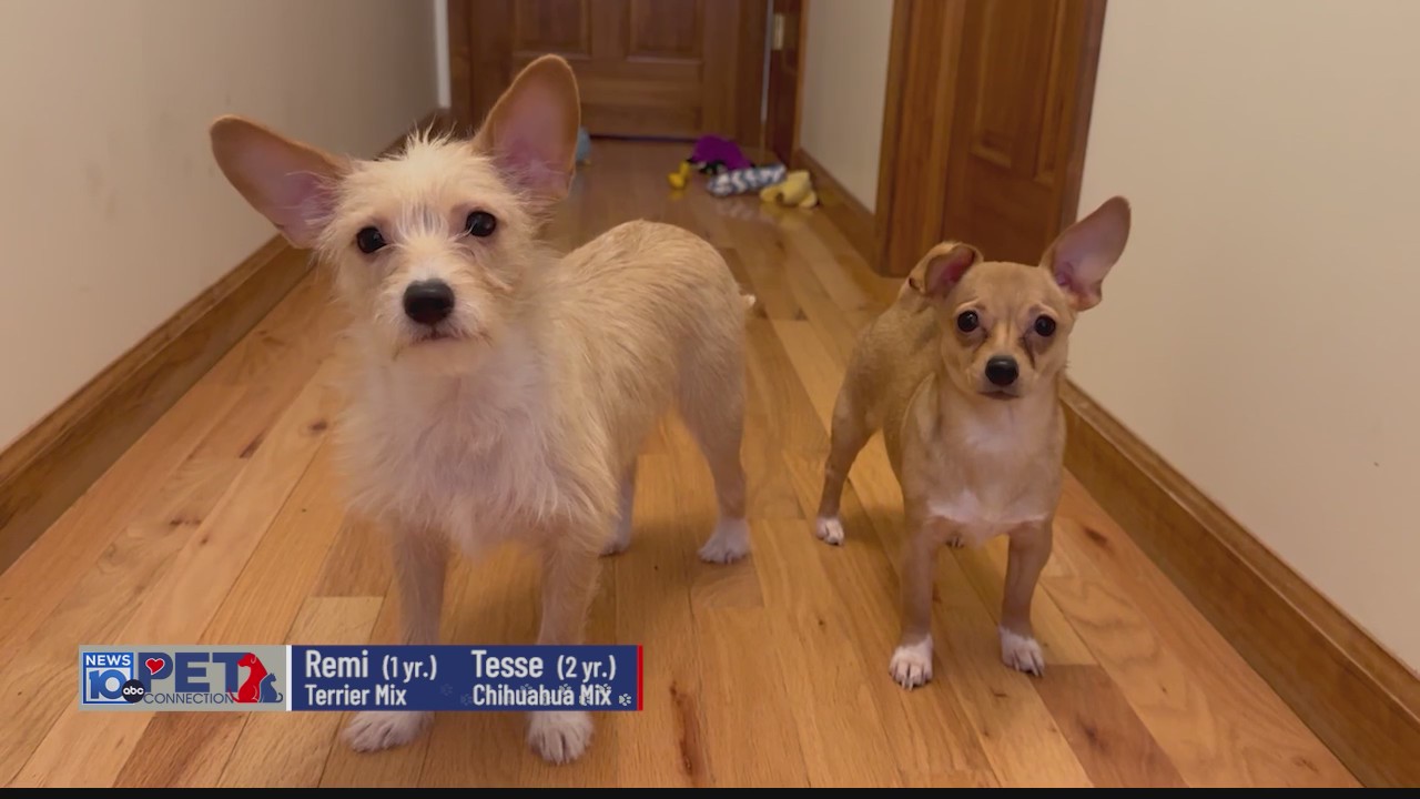 Remi and Tesse – NEWS10 ABC