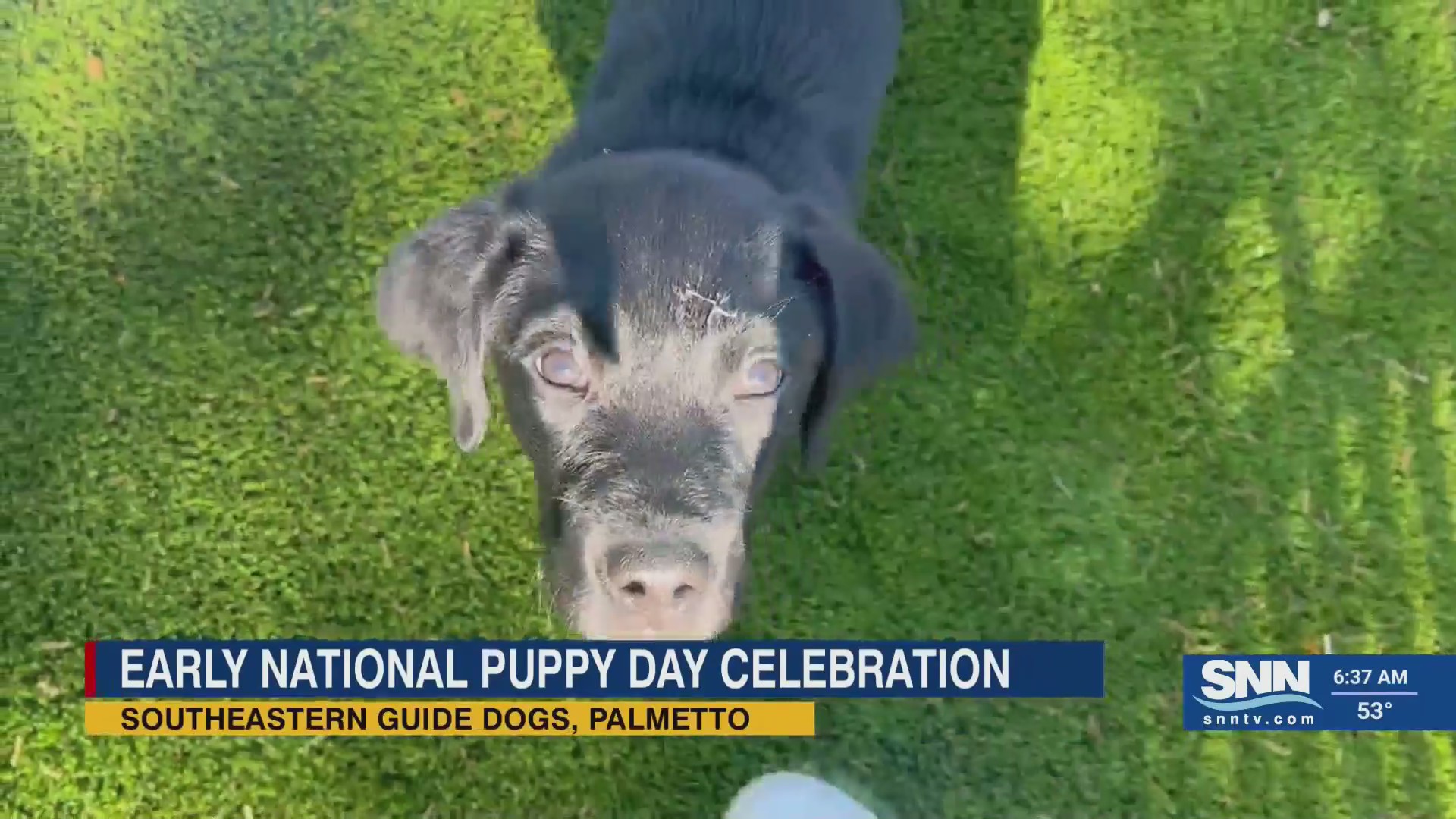 Early National Puppy Day celebration in Palmetto – SNN News