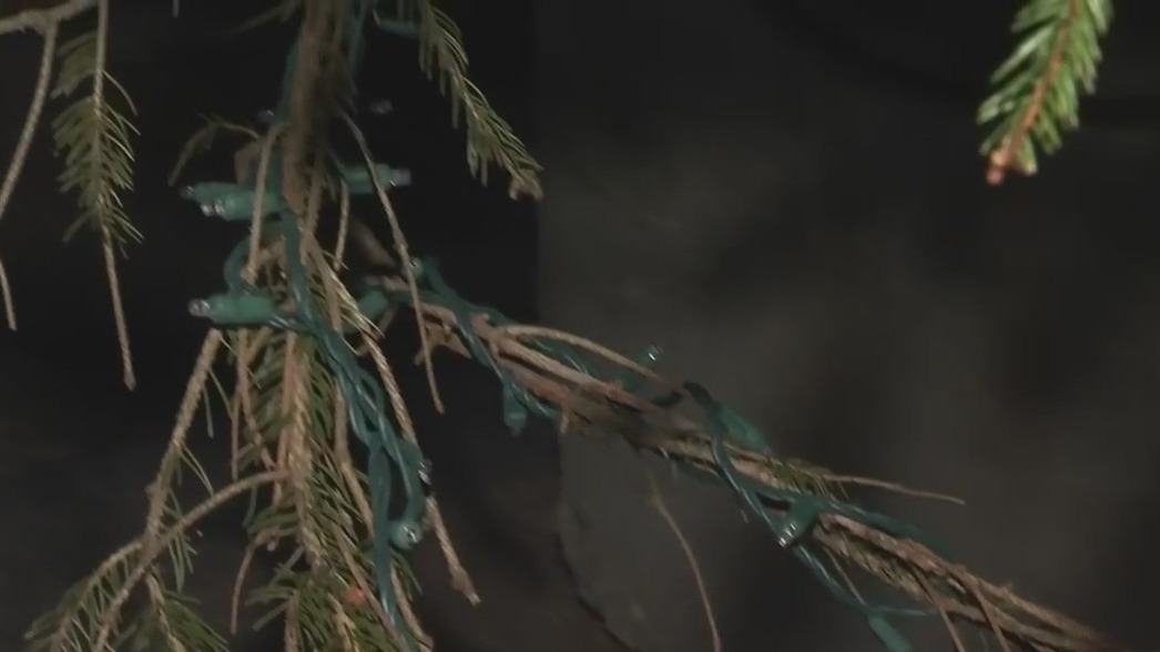 Hannah Haerle provides an update on the Evansville Christmas tree ...