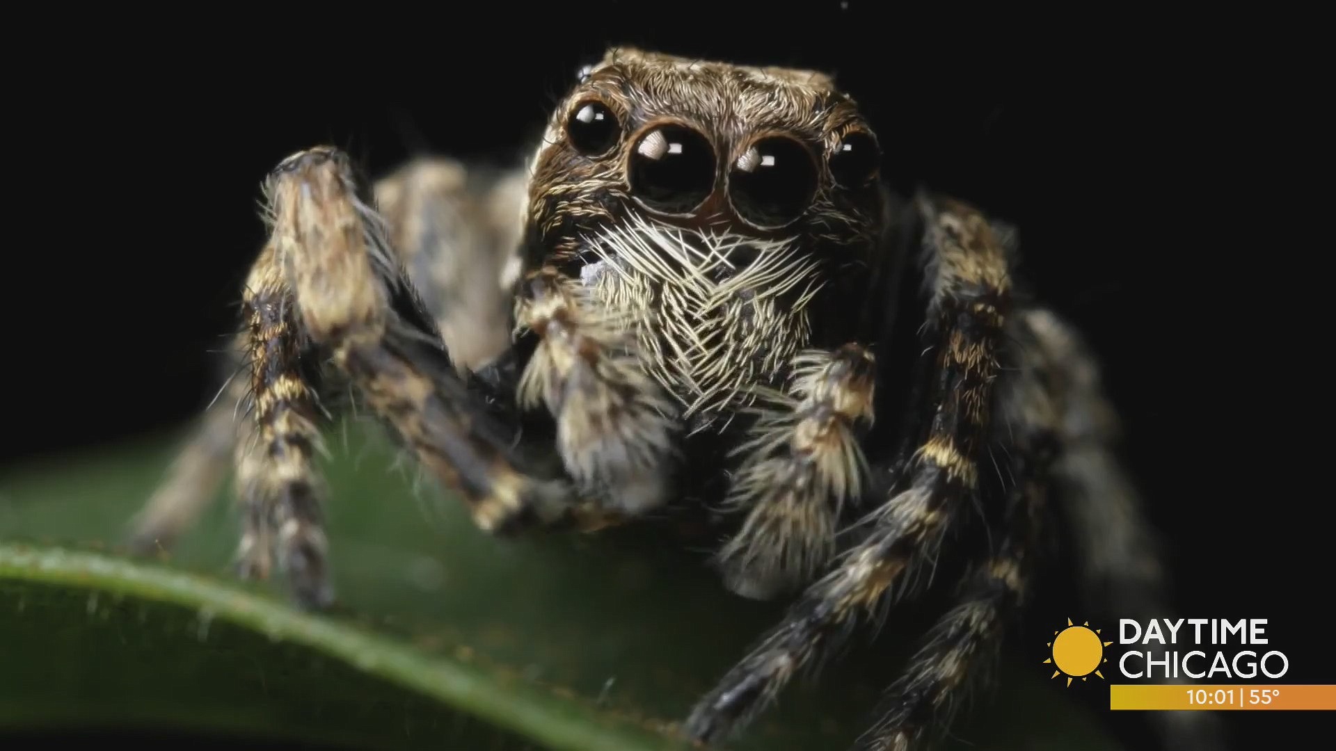 All About Spiders: Creepy-Crawly Facts – WGN-TV
