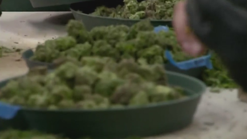 Doctor talks youth use of marijuana | Morning in America – NewsNation