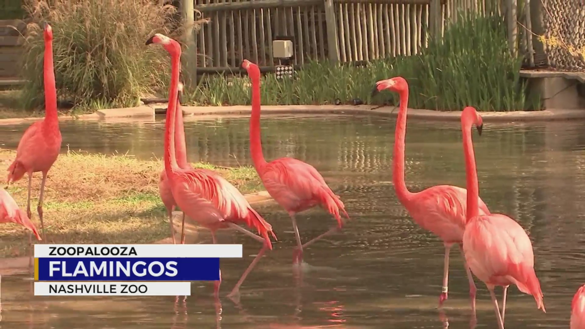 Flamingos brave the cold at Nashville Zoo – WKRN News 2