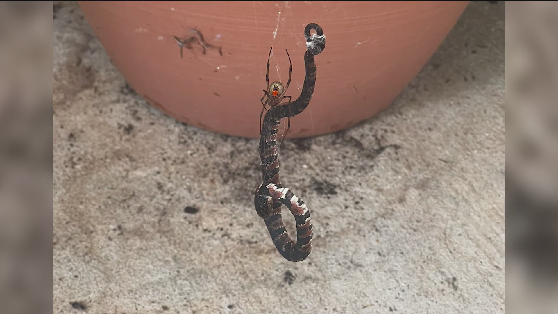 Spider versus Snake spotted in West Mobile – WFLA
